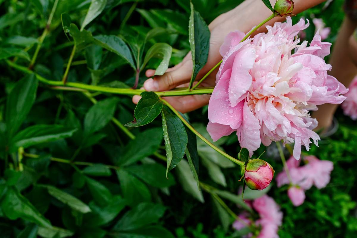 Go Peony Picking At This Flower Farm In The Macedon Ranges