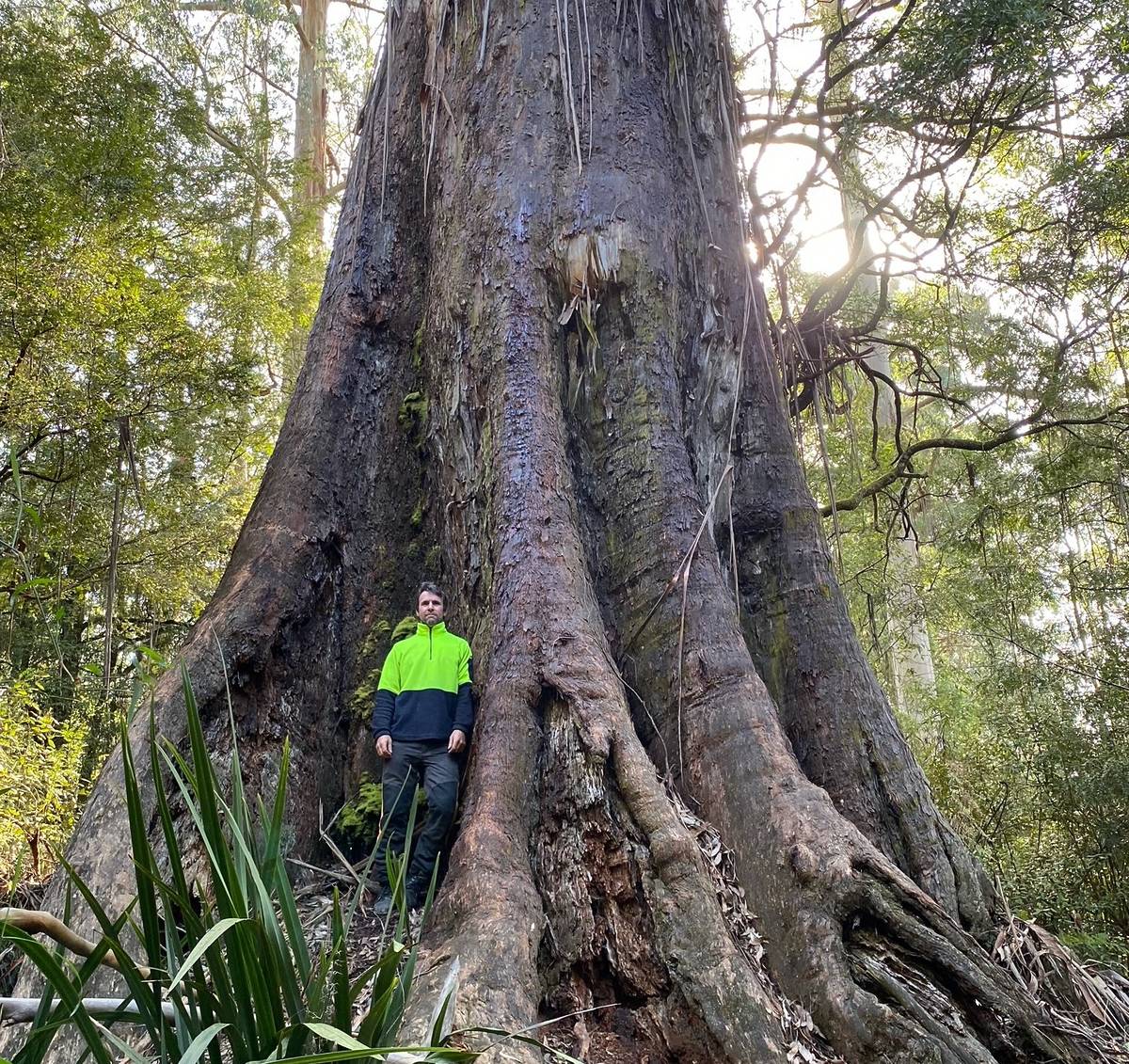This Mountain Ash In South Gippsland Has Been Crowned As The Victorian ...
