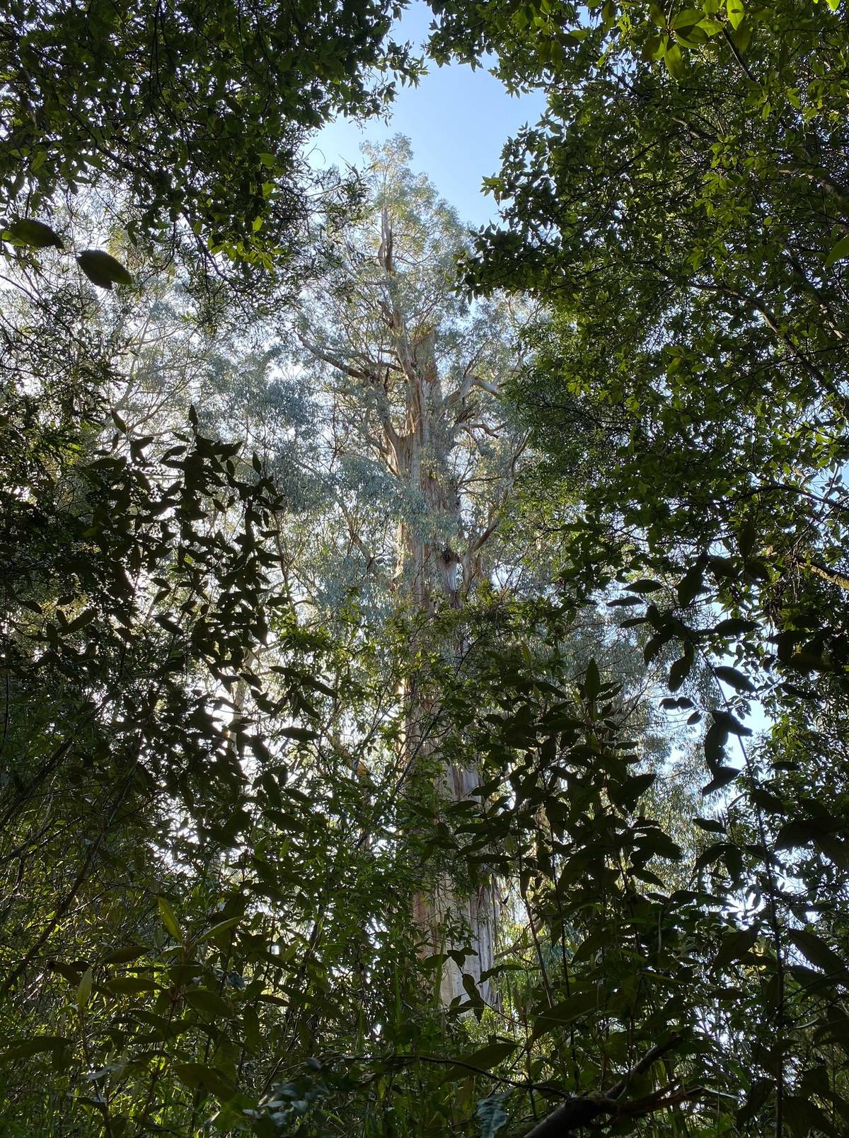 This Mountain Ash In South Gippsland Has Been Crowned As The Victorian ...