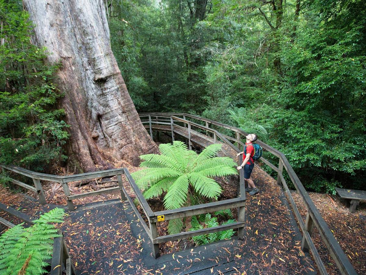 The Most Enchanting Forest Walks To Try In Victoria