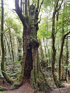 This Secluded Rainforest Walk Near Warburton Includes A Tree That's ...