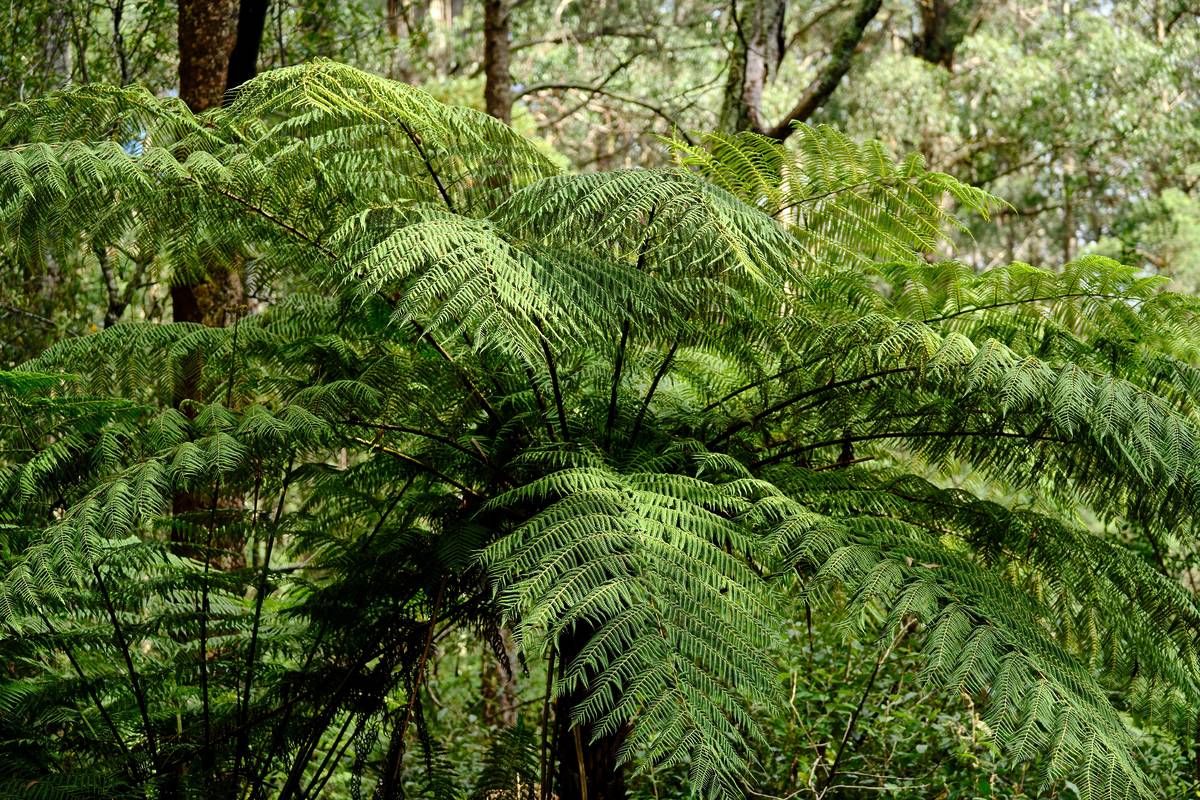 This Secluded Rainforest Walk Near Warburton Includes A Tree That's ...