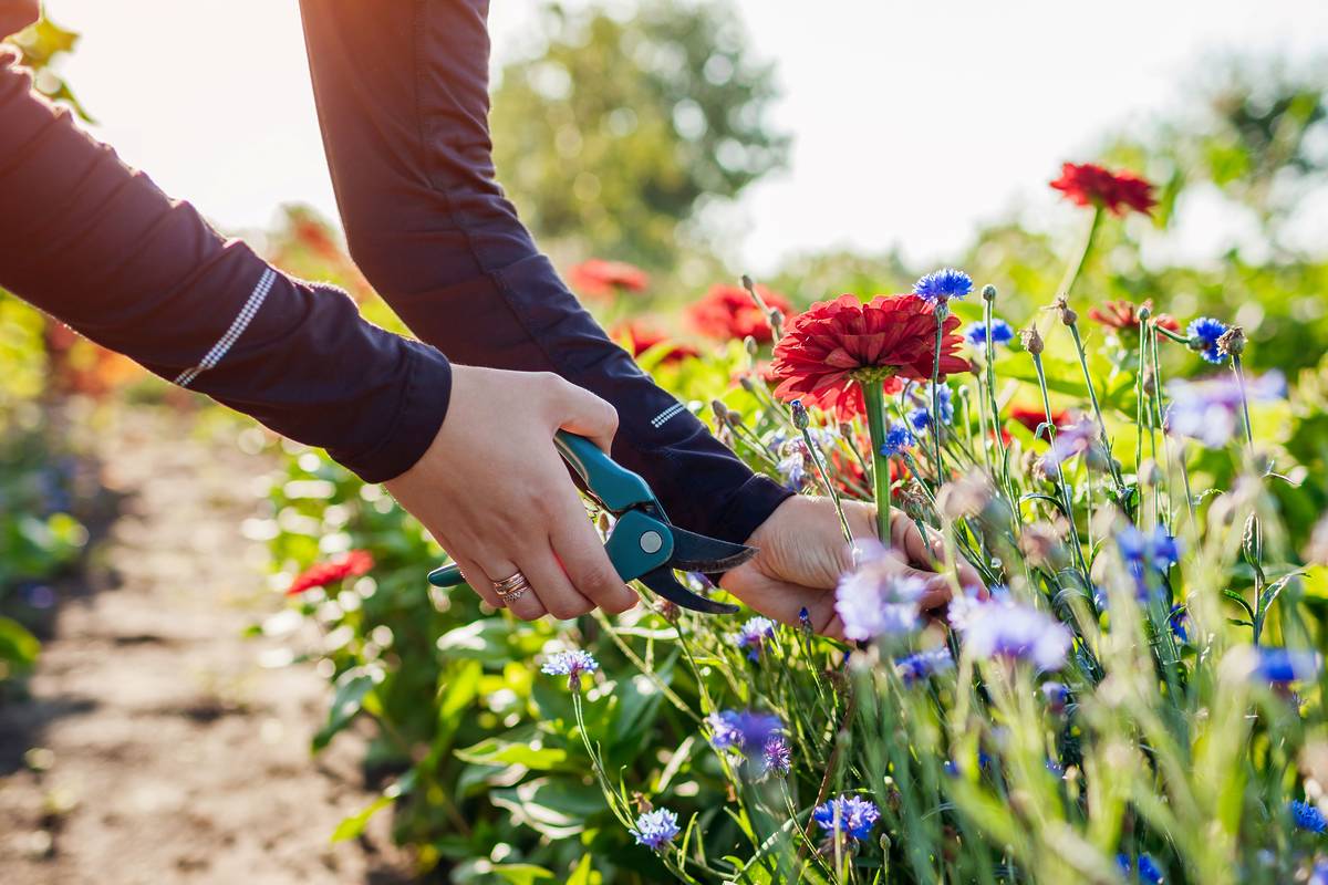 The Best Places To Go Flower Picking Near Melbourne