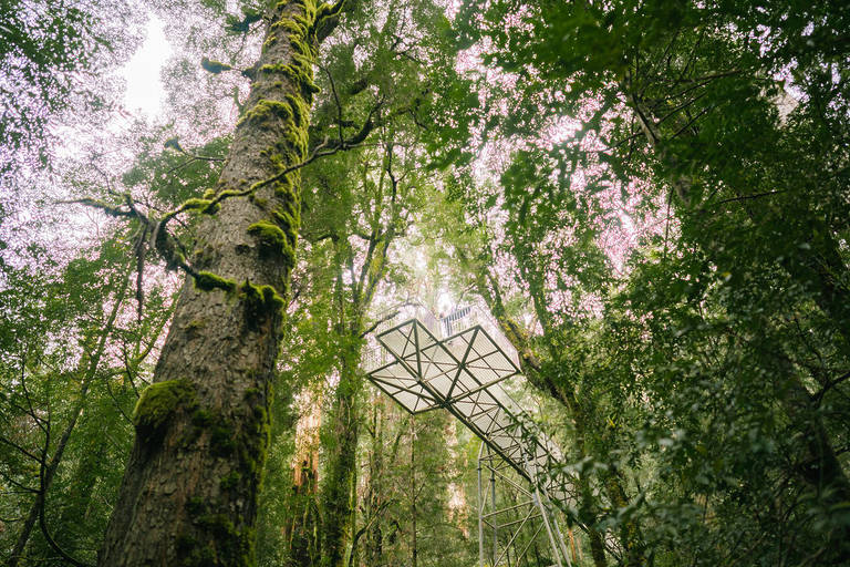The Most Enchanting Forest Walks To Try In Victoria
