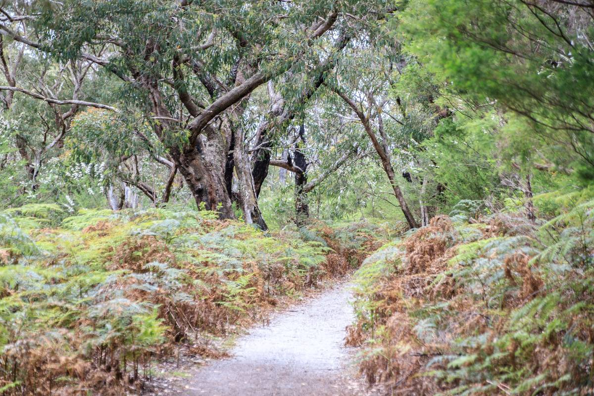 The Most Enchanting Forest Walks To Try In Victoria