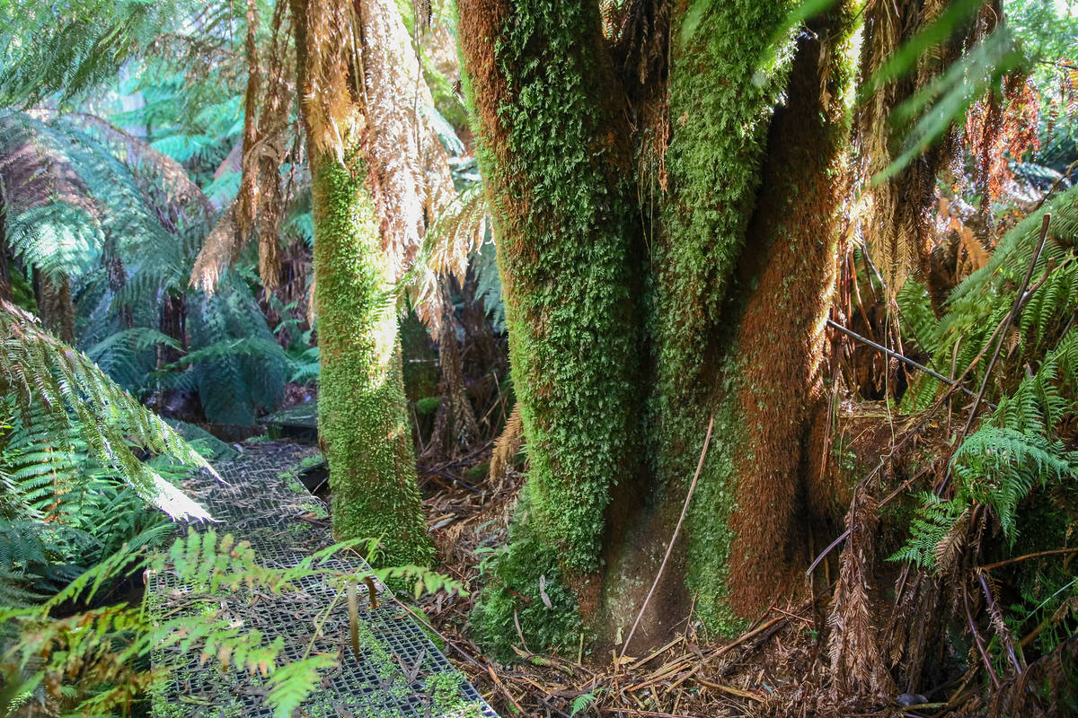 The Most Enchanting Forest Walks To Try In Victoria