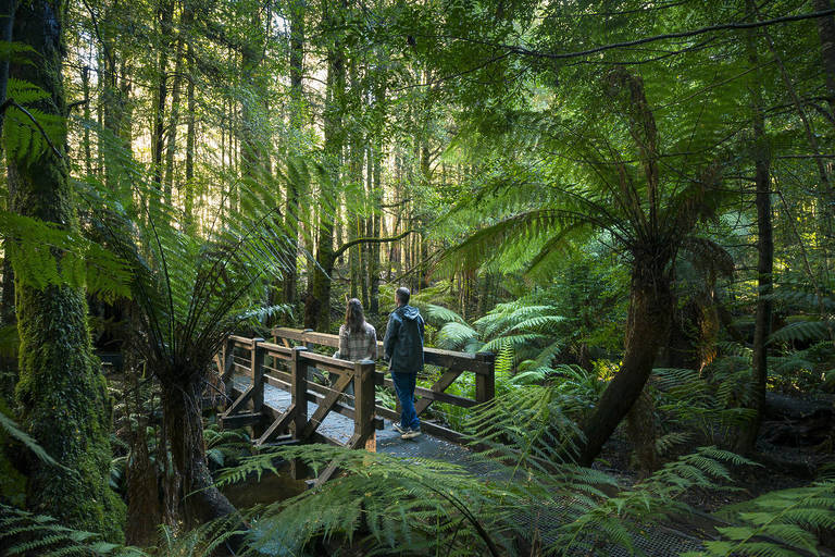 The Most Enchanting Forest Walks To Try In Victoria