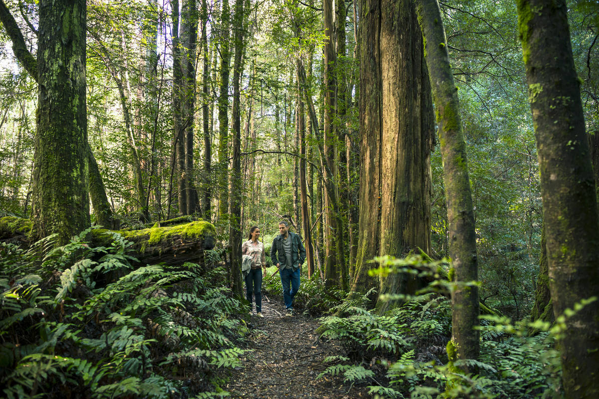 The Most Enchanting Forest Walks To Try In Victoria