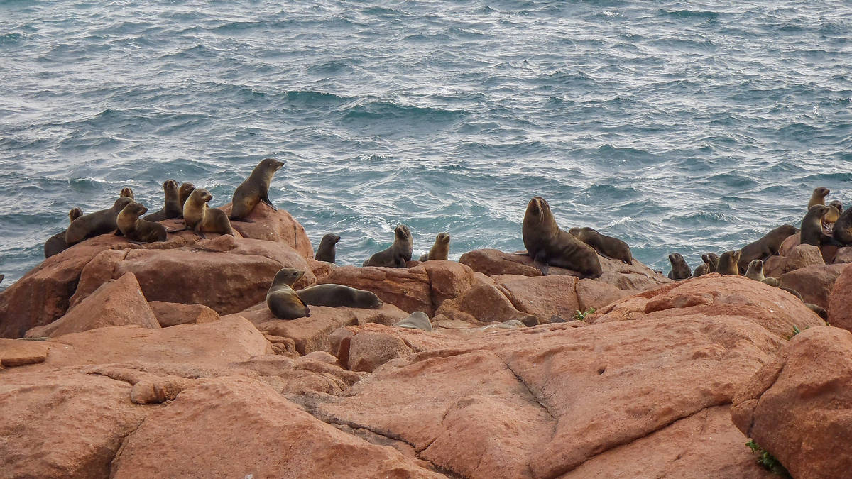 Gabo Island Is Open For Overnight Stays - Secret Melbourne