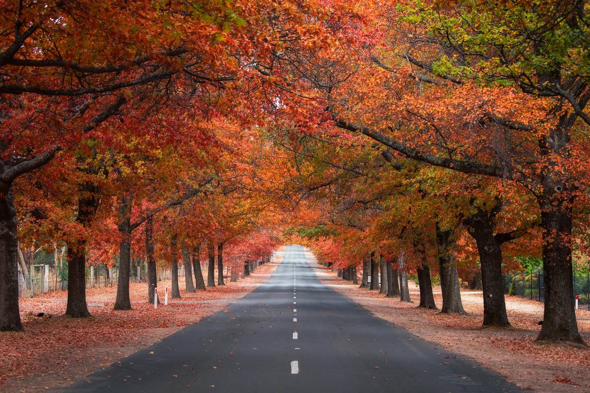 The Best Places To See Autumn Leaves In Melbourne And Victoria