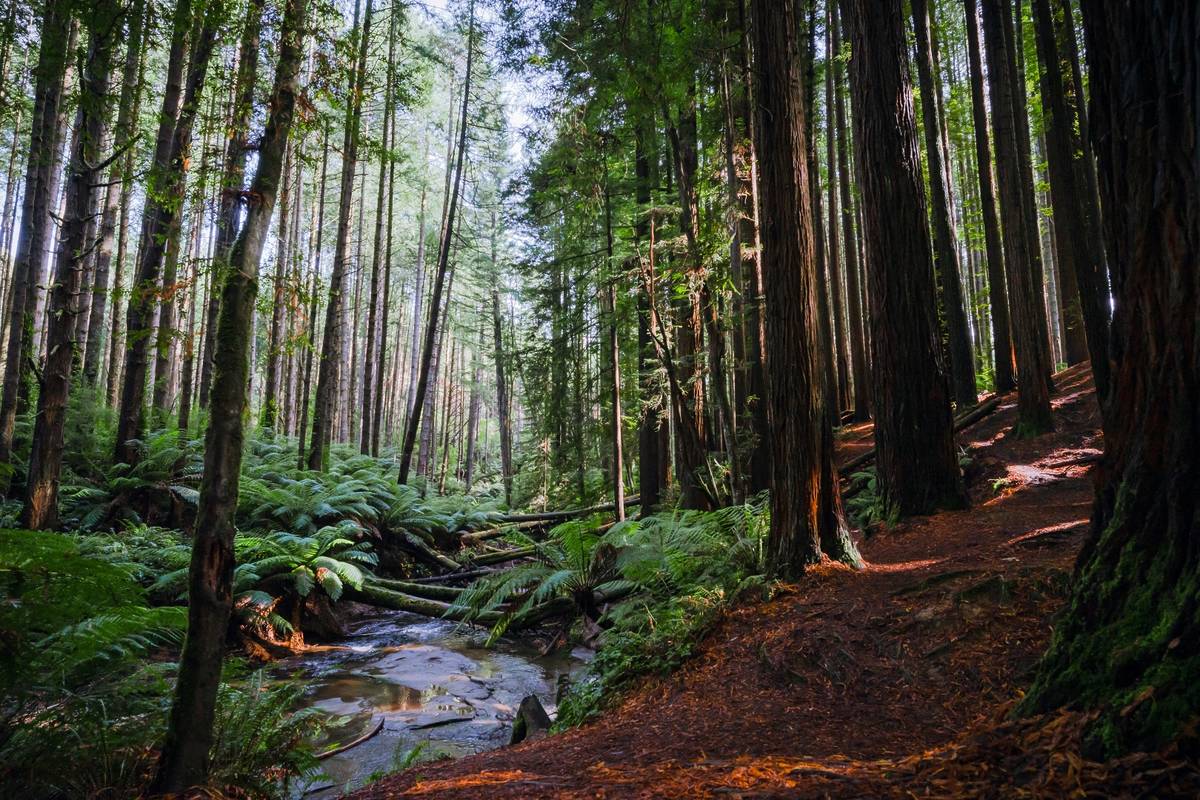 The Redwoods Otways - A Magical Day Trip From Melbourne