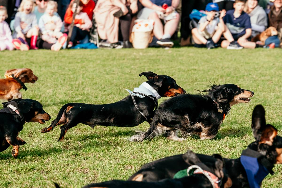Dachshund Dash In Port Fairy - Secret Melbourne