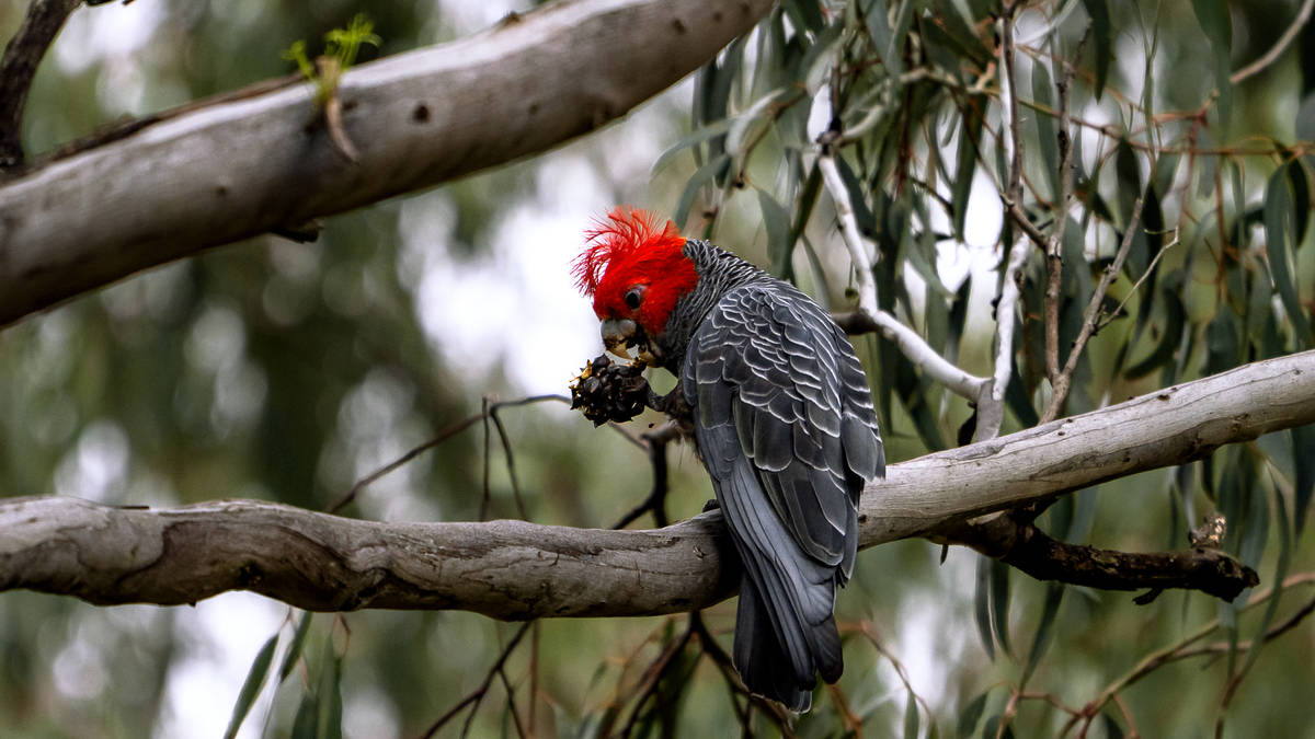Wama Foundation - An Art And Environment Precinct In Halls Gap
