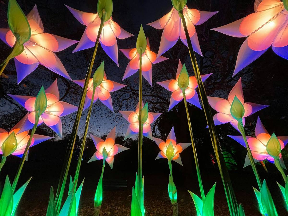 Lightscape Is Back At The Royal Botanic Gardens - Secret Melbourne