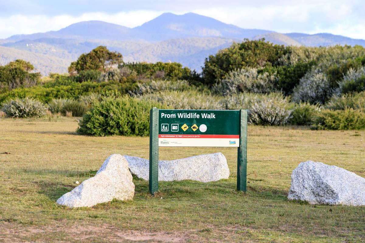 This Easy Walk In Wilsons Prom Is The Perfect Place To Spot Kangaroos ...