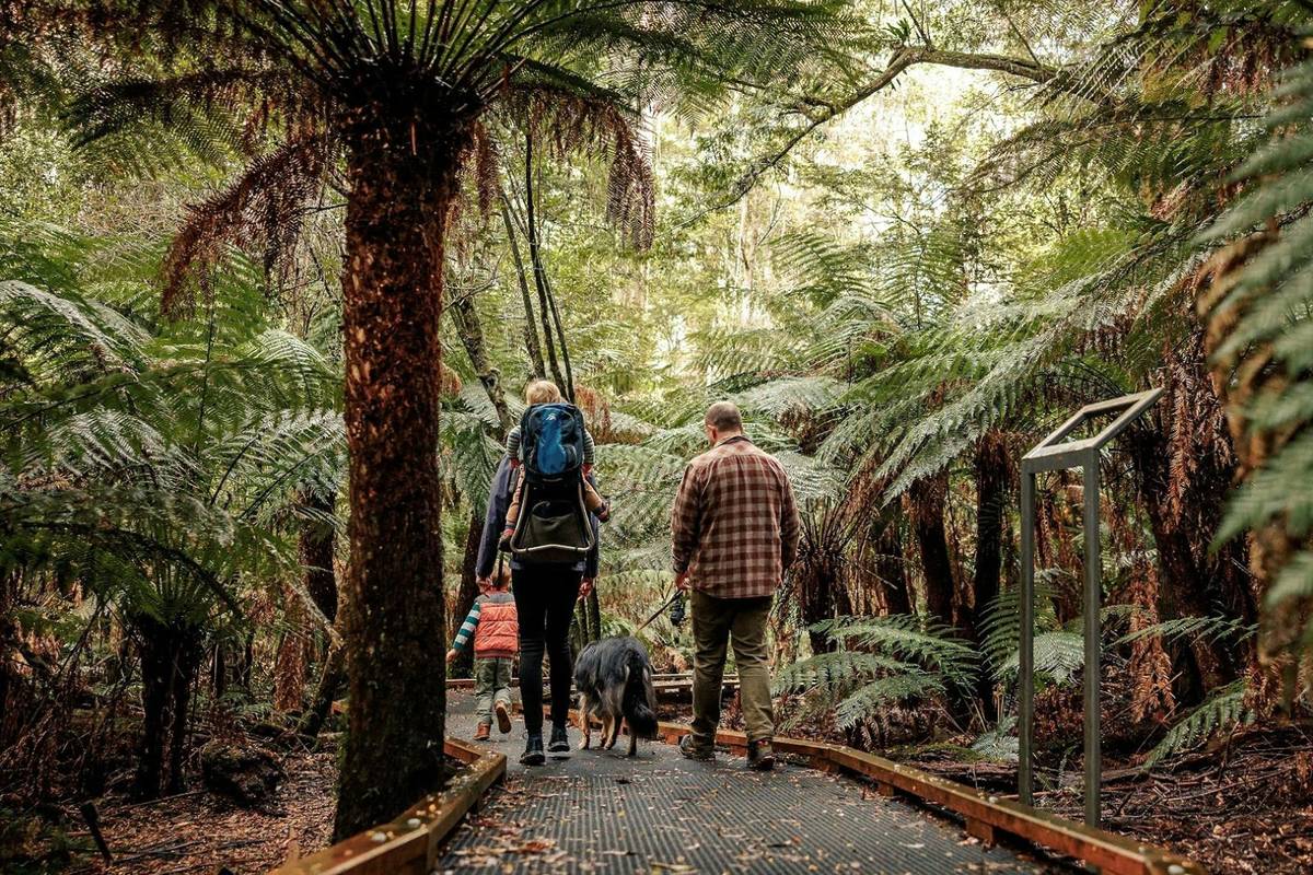This Easy Rainforest Walk 90 Minutes Away From Melbourne Is Both ...