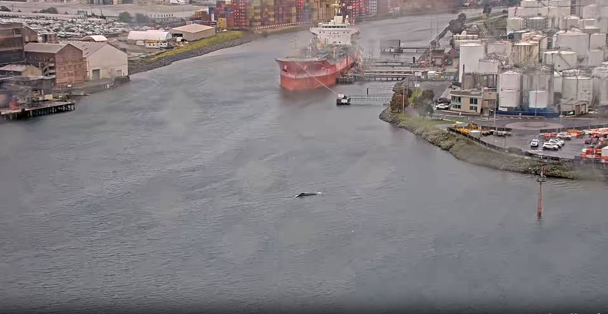 Two Curious Humpback Whales Were Spotted Under The West Gate Bridge