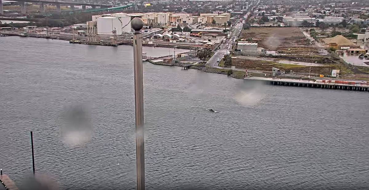 Two Curious Humpback Whales Were Spotted Under The West Gate Bridge