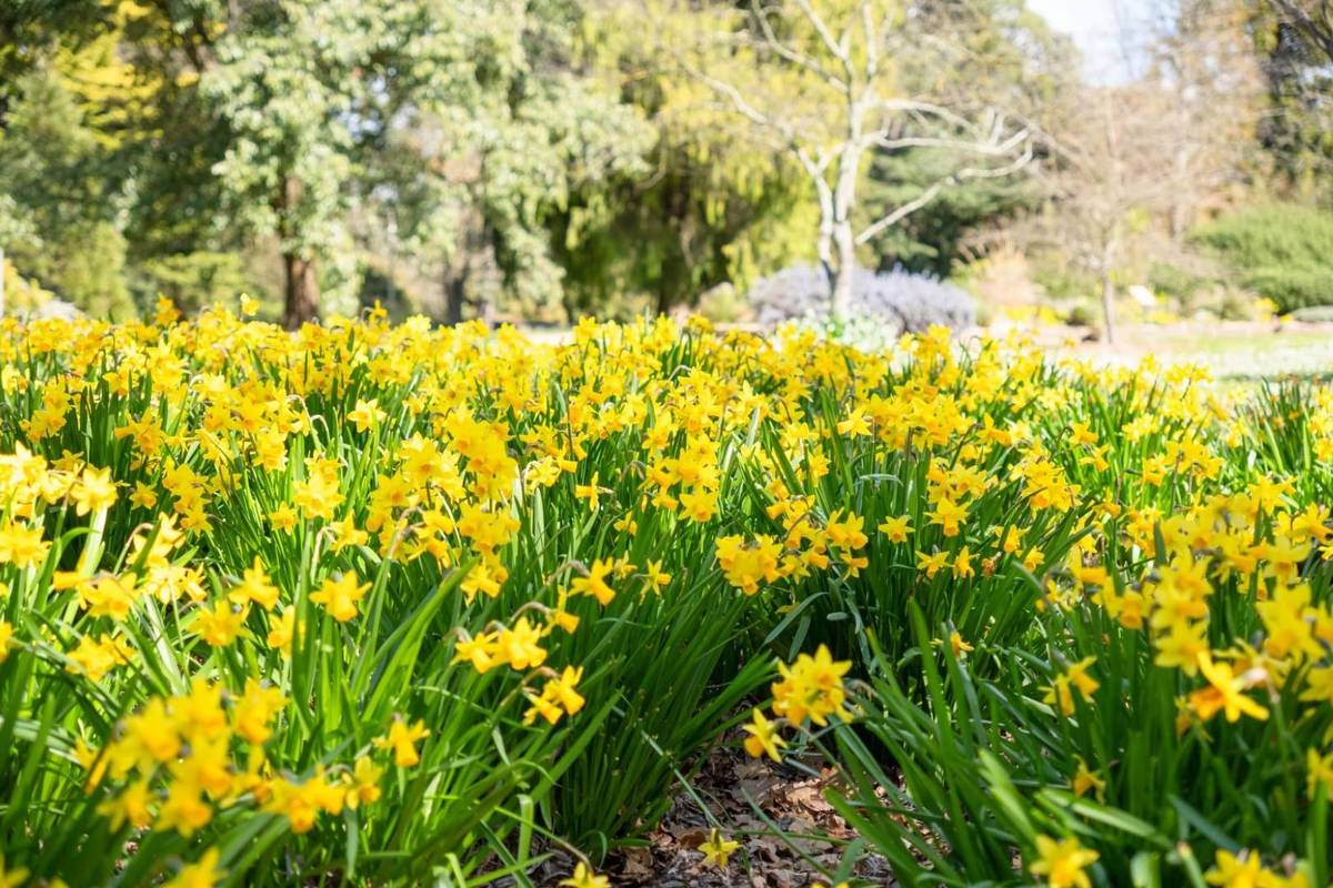 Say Hello To Spring With A Delightful Daffodil Festival Just One Hour ...