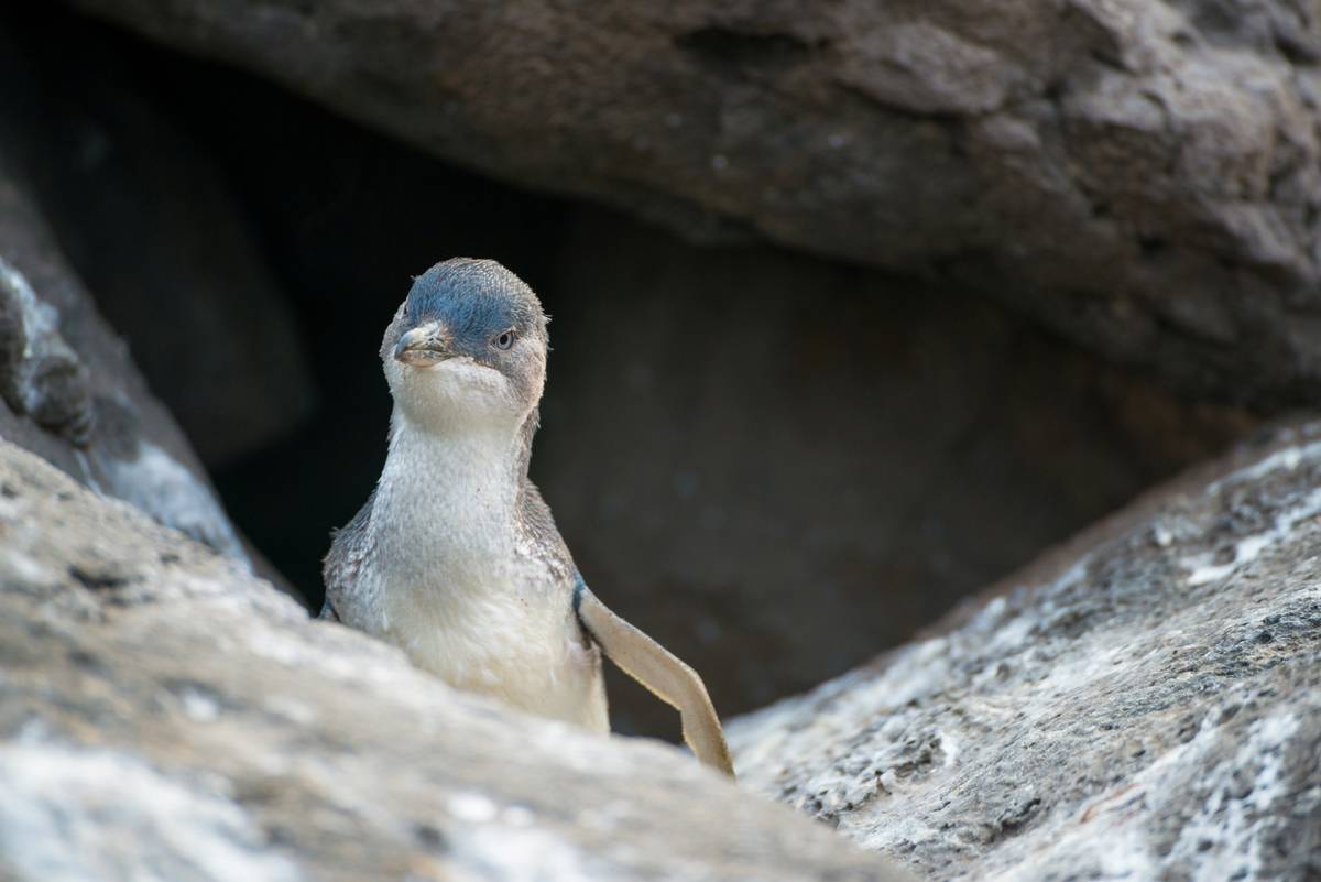 The Little Penguins Are Back! Bookings Are Now Open For The Free And ...