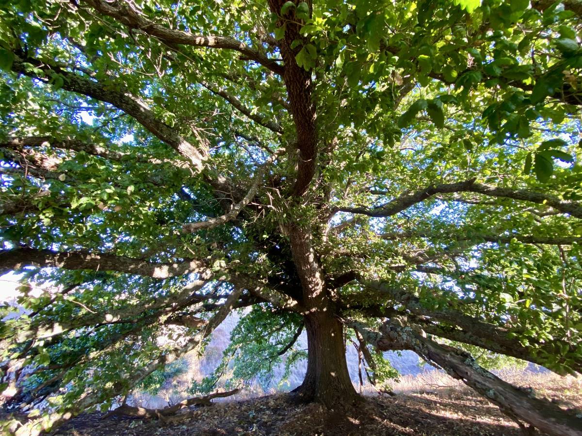 A Stunning Oak Tree That's Over 130 Years Old Has Been Named As The ...