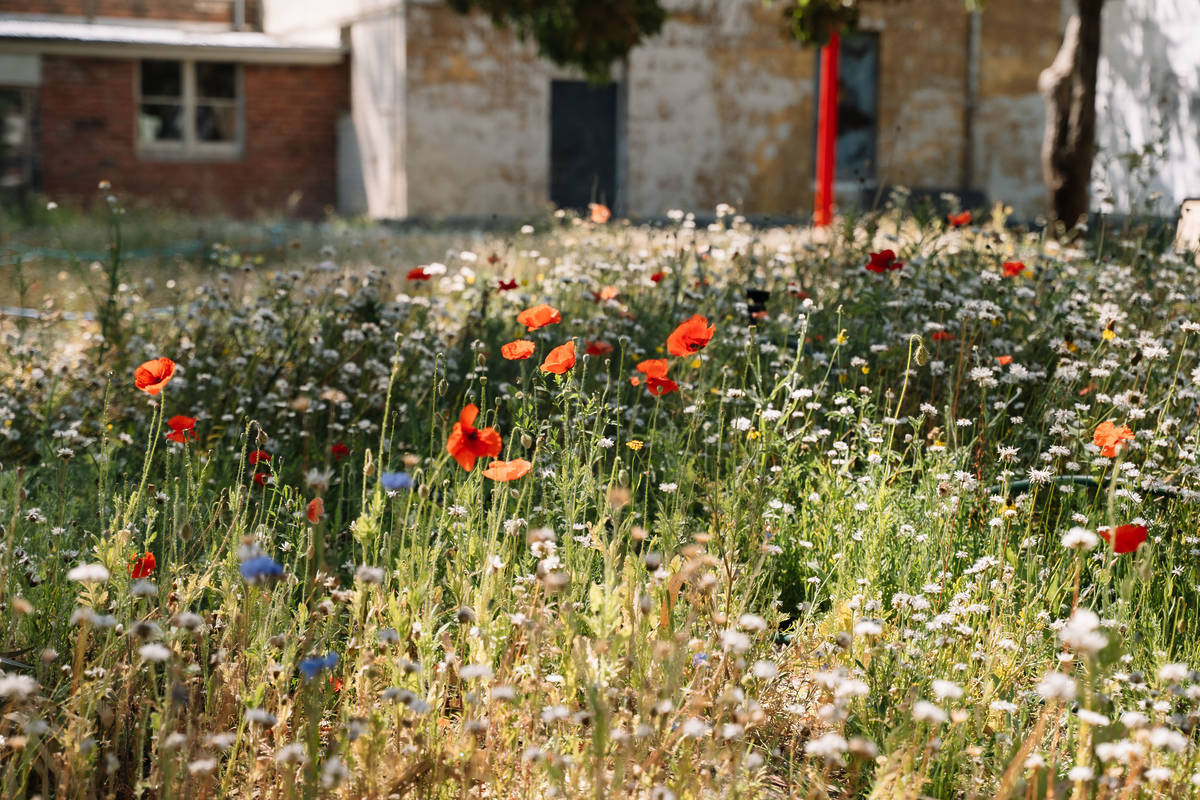 An Enchanting Wildflower Meadow At A Historic Site In Abbotsford Has ...