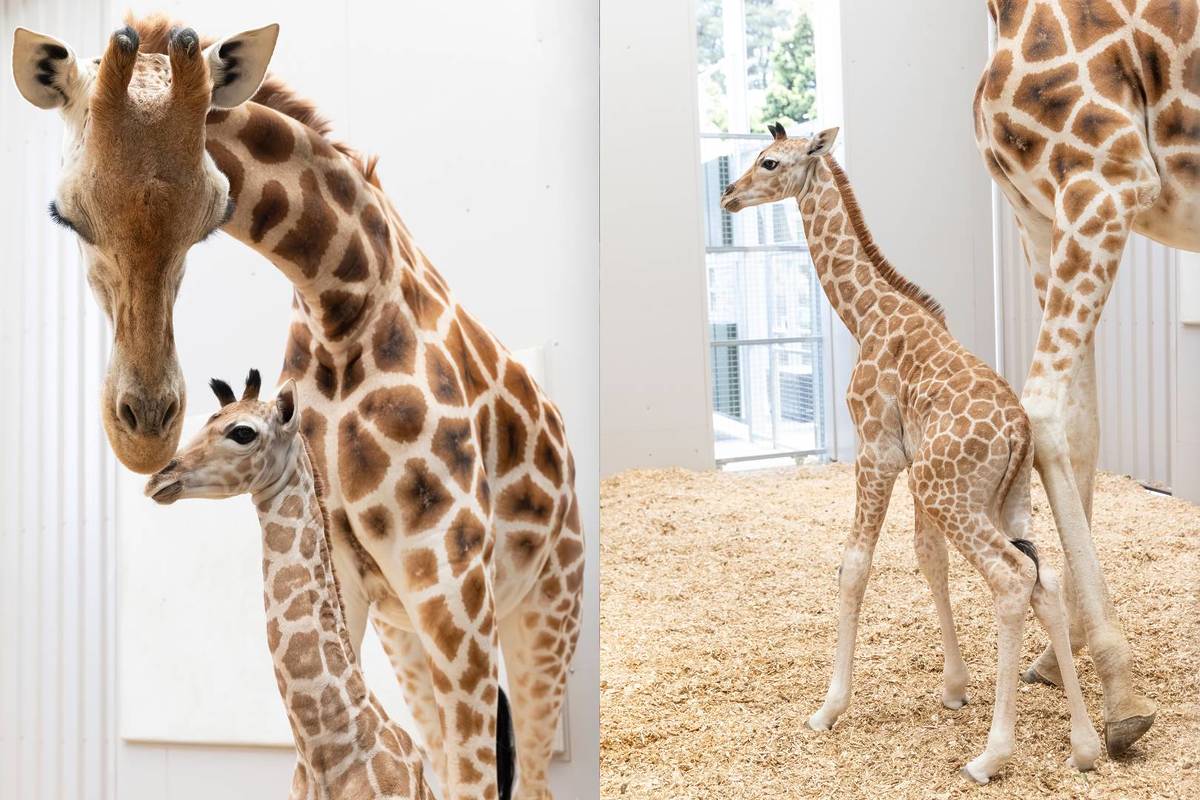 This 85kg Giraffe Just Made Its 'Spectacular Drop' Into The World, And ...