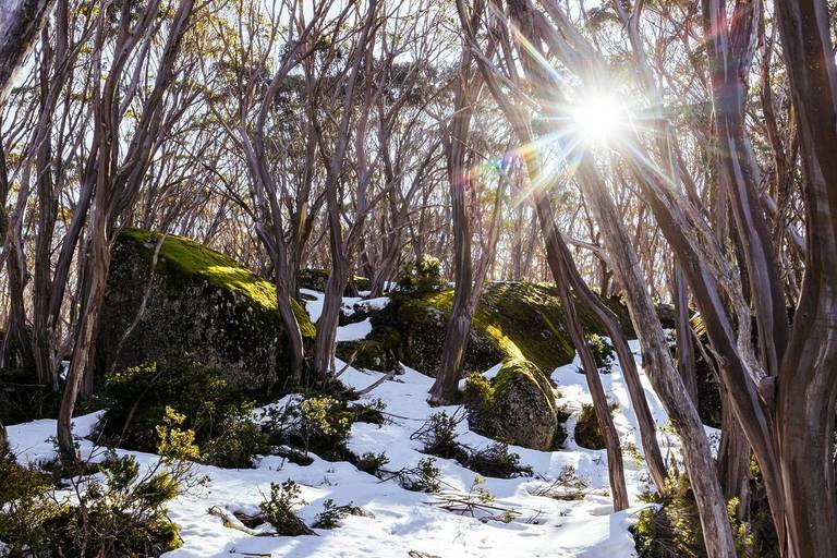 Victoria Snow Forecast: Where to See Snow Near Melbourne