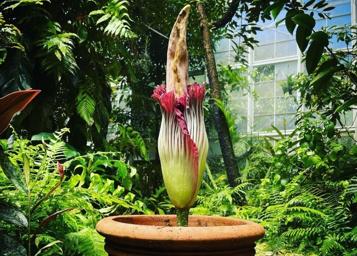 This Rare, Stinky Flower Is Now On Bloom At The Fairchild Tropical ...