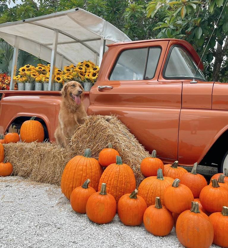 6 Best Pumpkin Patches In Miami To Get Into The Fall Spirit