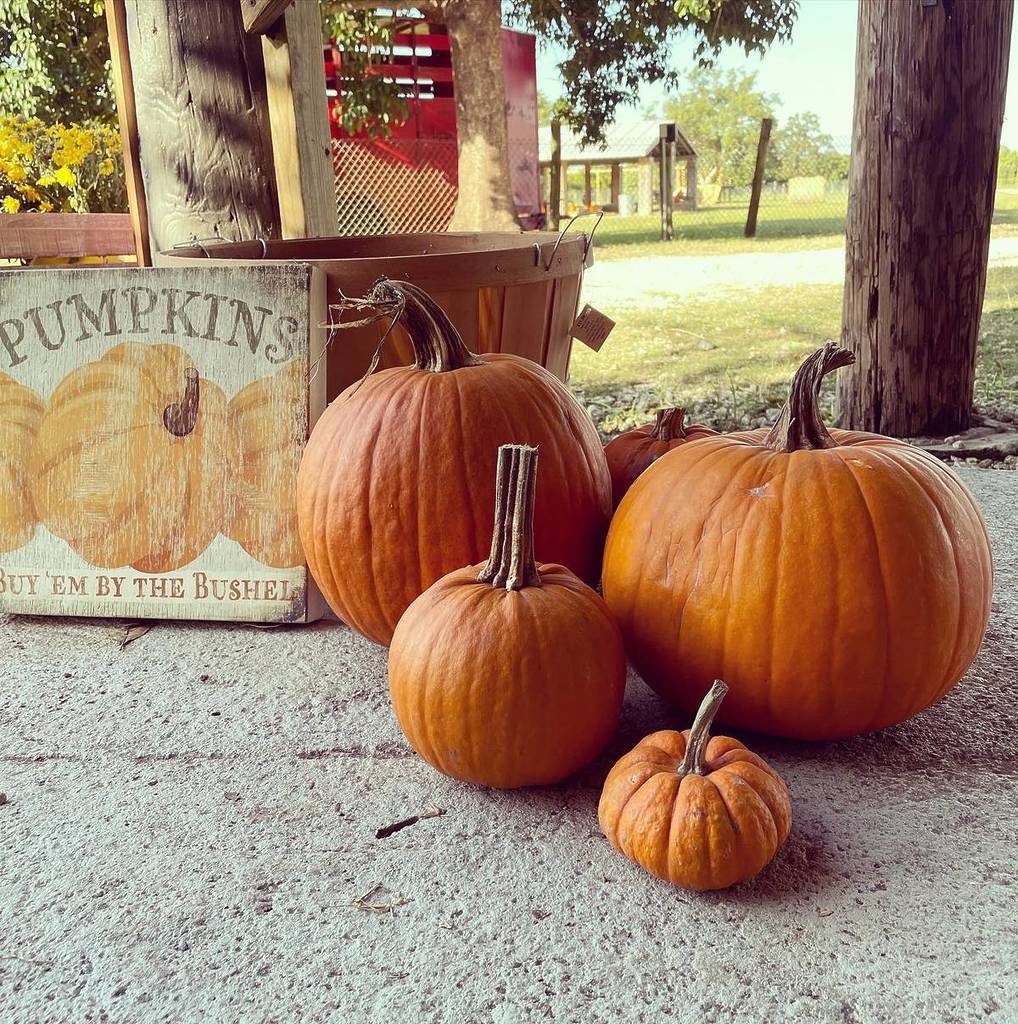 9 Must-Visit Pumpkin Patches In Miami To Get Into The Fall Spirit