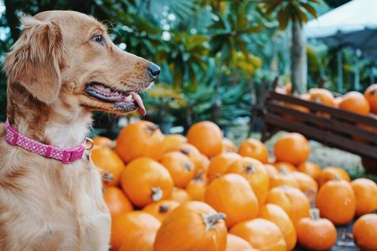 9 Must-Visit Pumpkin Patches In Miami To Get Into The Fall Spirit