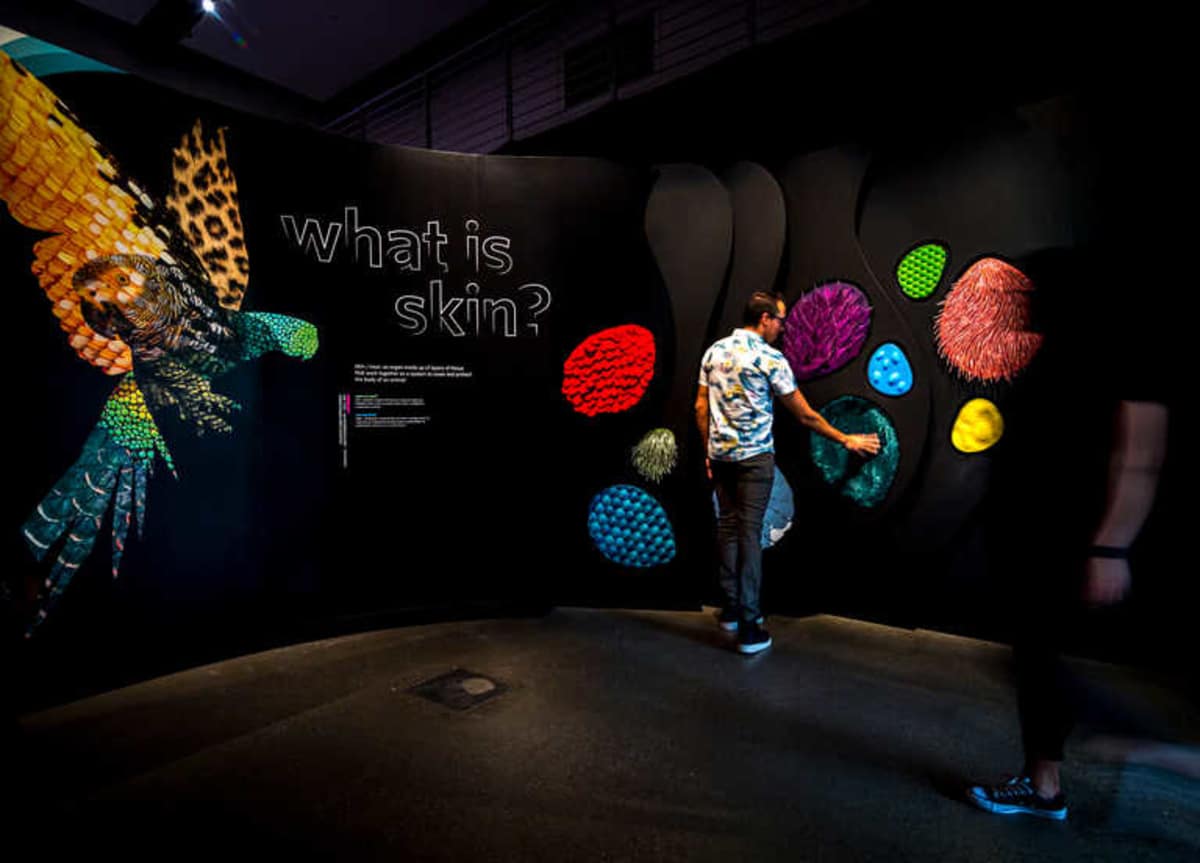 Learn How Evolution Has Shaped Diversity In Human Skin At The Frost ...