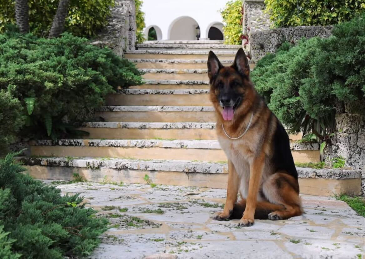 The Wealthiest Dog In The World Lives In Miami & He's Selling His Mansion