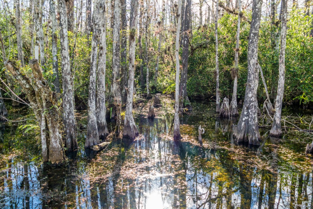 12 Beautiful Places To Go Hiking In And Around Miami
