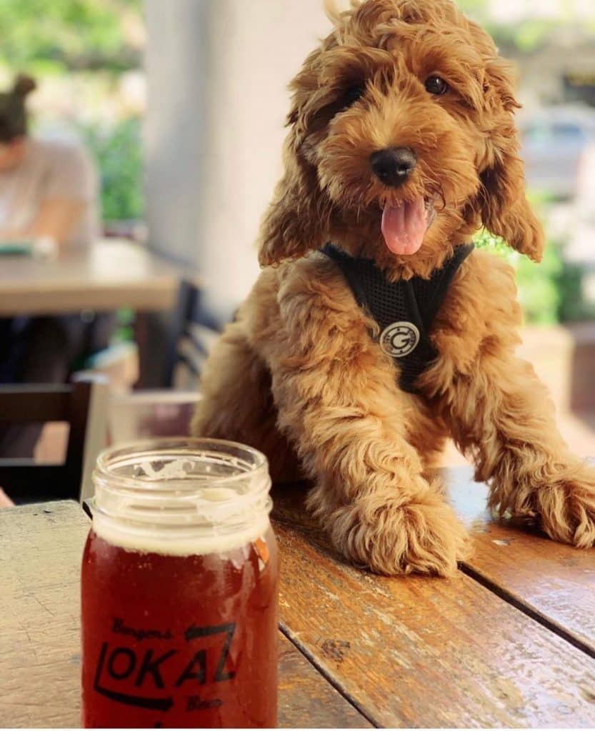 14 Best Dog-Friendly Bars, Cafés, And Restaurants To Hang With Your Pup ...
