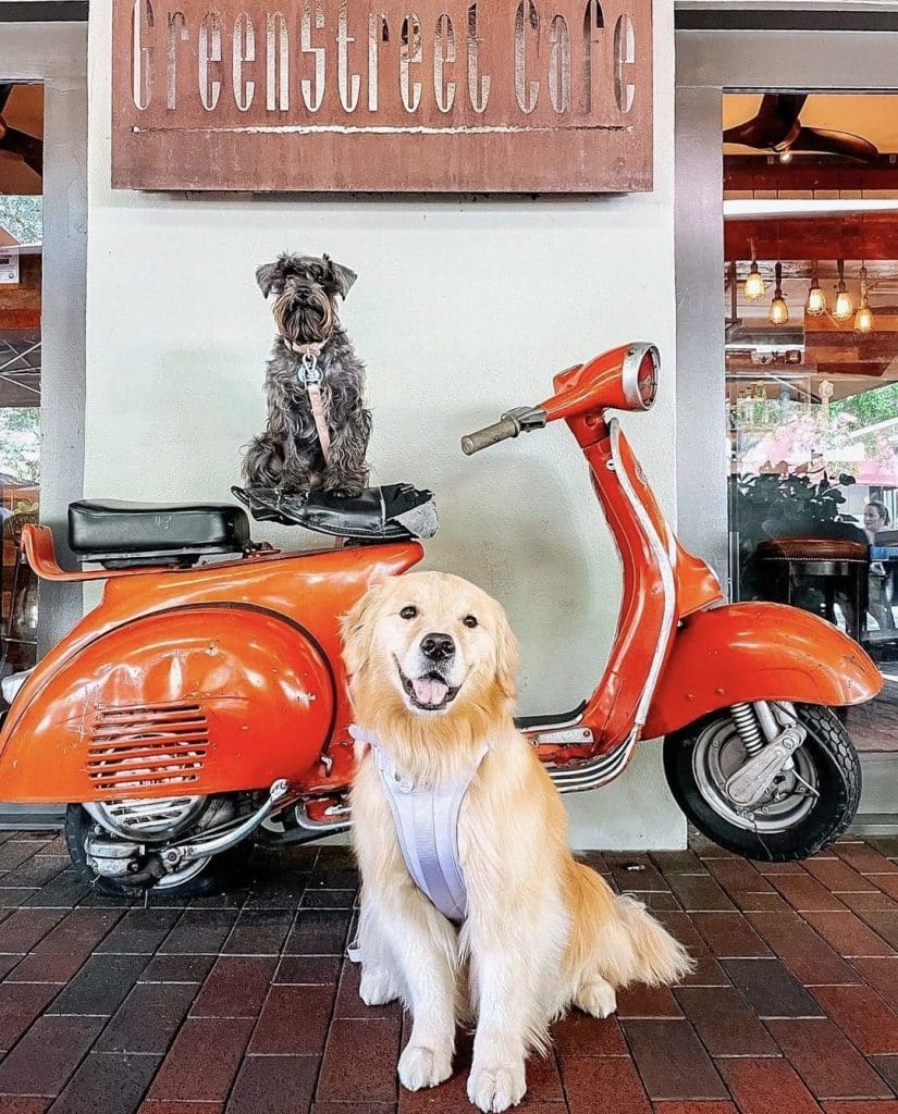 14 Best Dog-Friendly Bars, Cafés, And Restaurants To Hang With Your Pup ...