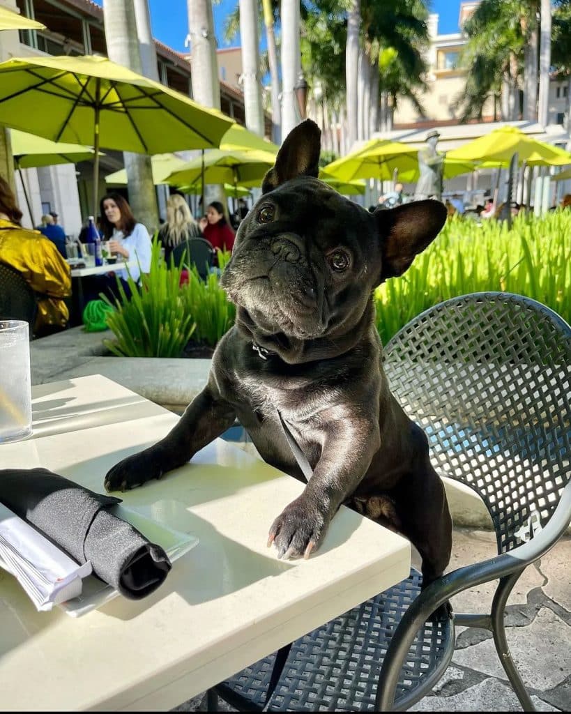 14 Best Dog-Friendly Bars, Cafés, And Restaurants To Hang With Your Pup ...