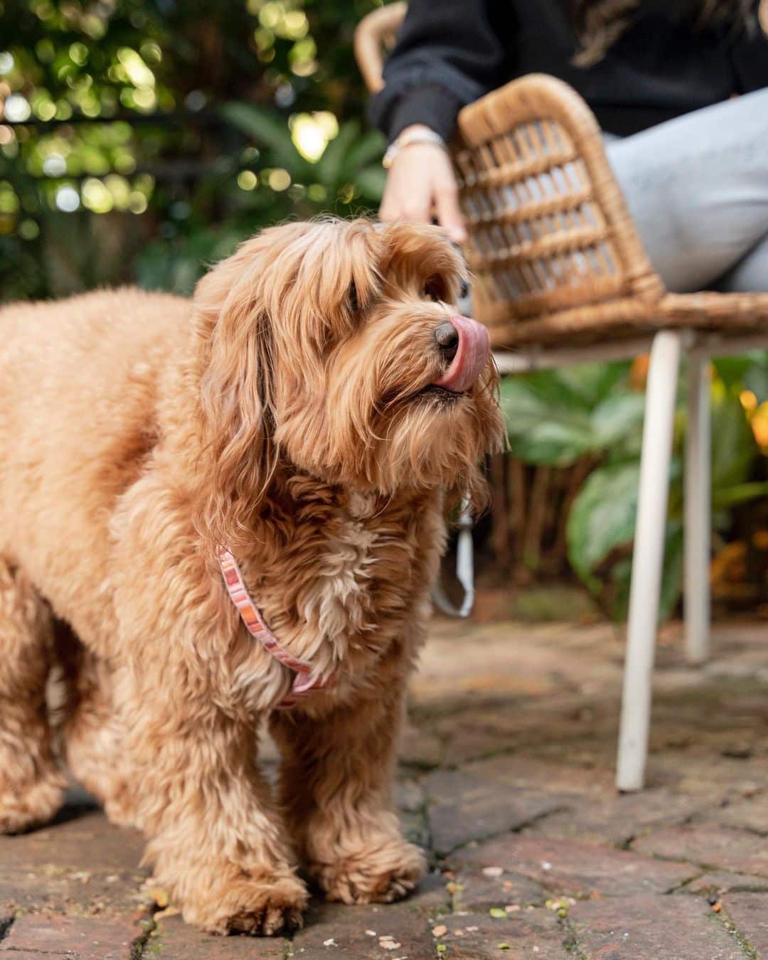 14 Best Dog-Friendly Bars, Cafés, And Restaurants To Hang With Your Pup ...