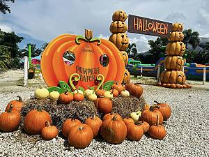 12 Fall-tastic Places To Go Pumpkin Picking In Miami & South FL