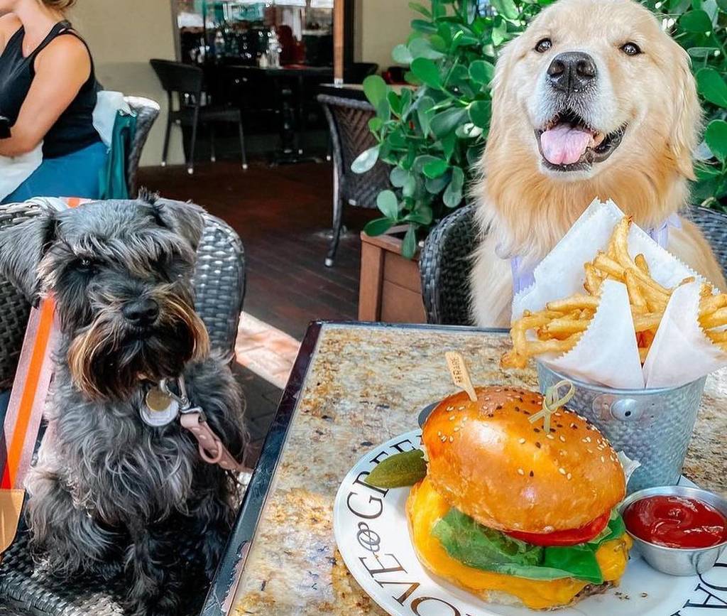 10 Best Dog-Friendly Restaurants To Hang With Your Pup In Miami