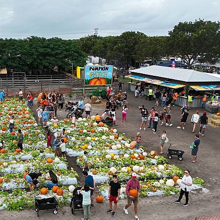 12 Fall-tastic Places To Go Pumpkin Picking In Miami & South FL