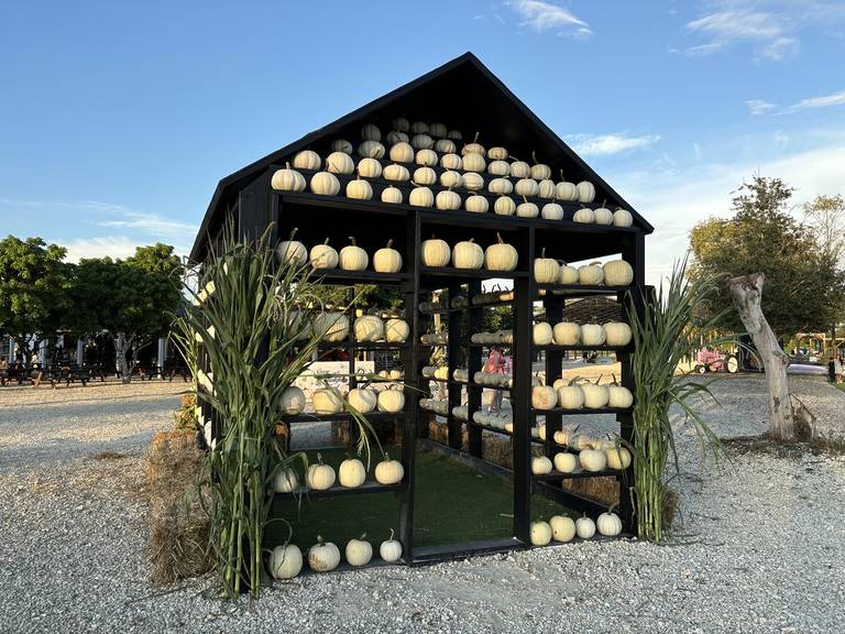6 Best Pumpkin Patches In Miami To Get Into The Fall Spirit