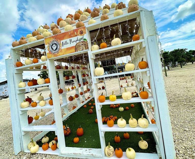 6 Best Pumpkin Patches In Miami To Get Into The Fall Spirit