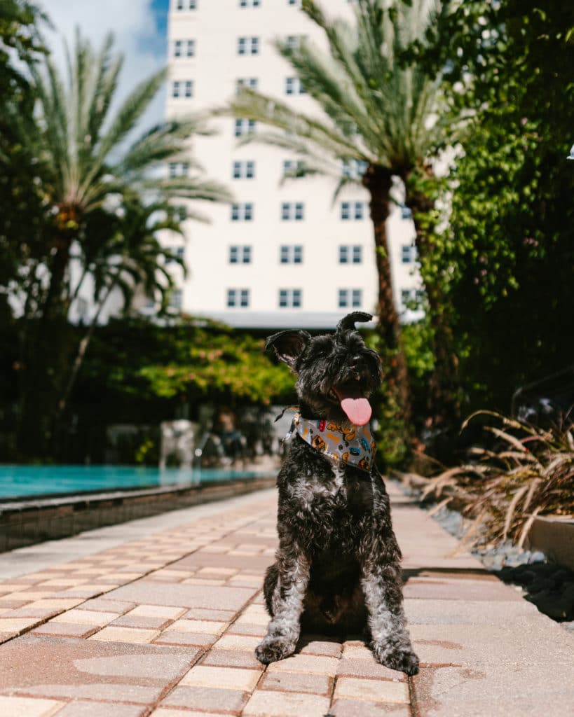 Enjoy Mimosas & Cuddles At This Adorable Puppy Brunch Coming To Miami Beach
