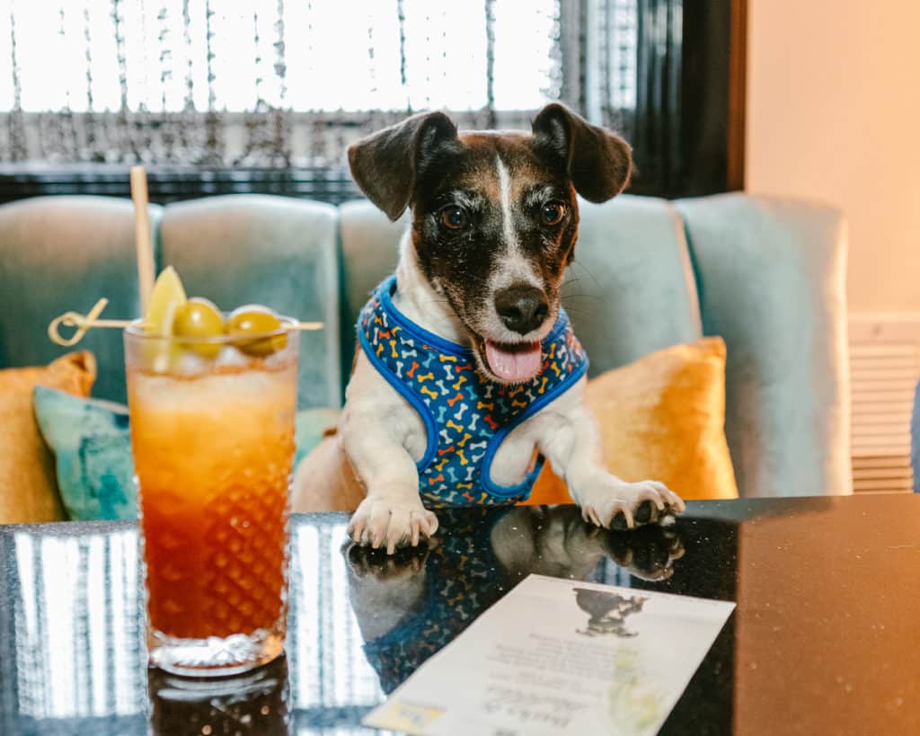 Enjoy Mimosas & Cuddles At This Adorable Puppy Brunch Coming To Miami Beach