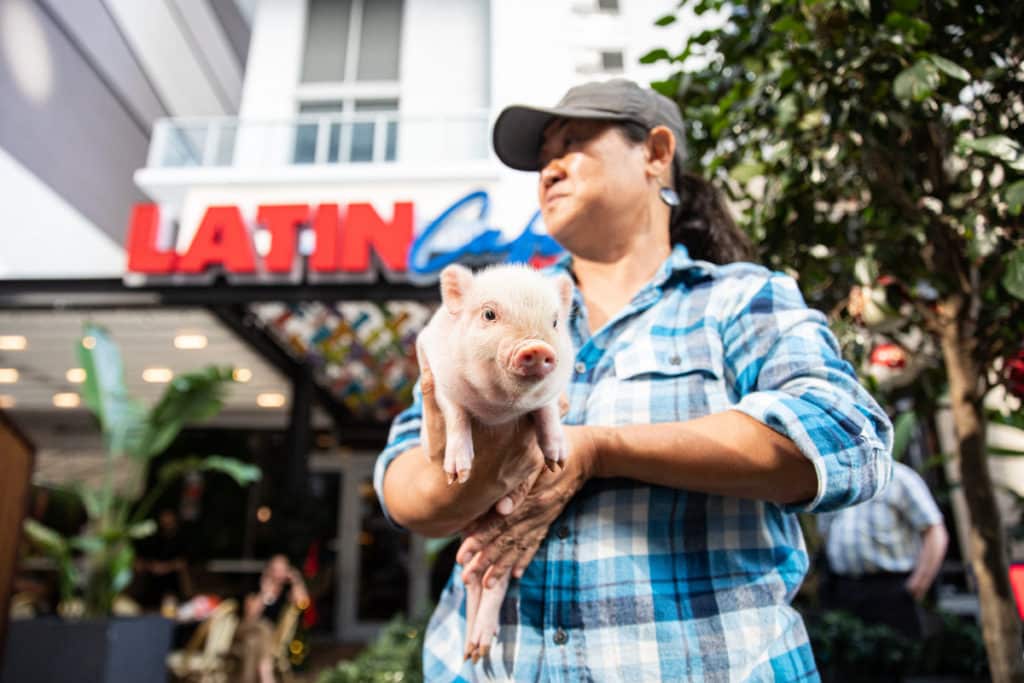 Miami's 6th Annual Pig Pardoning Ceremony Takes Place Monday