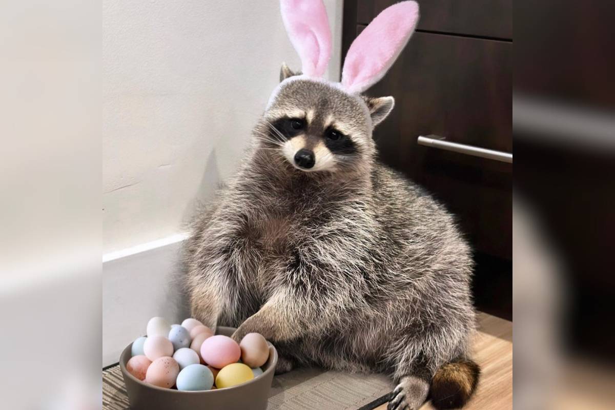 Miami's Louie The Raccoon Named 2024 Cadbury 'Bunny'