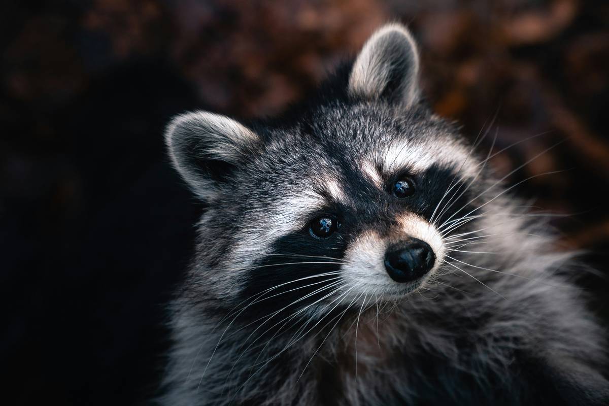 This Island In North Miami Is Swarmed With Raccoons