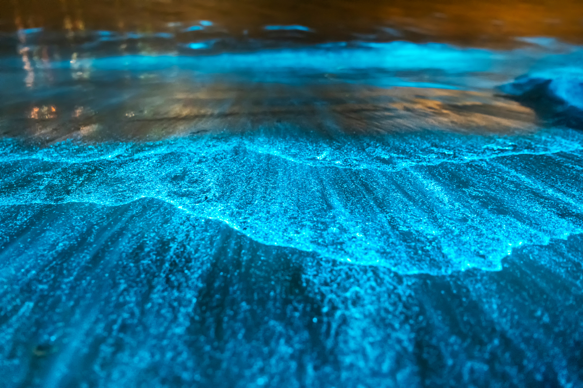 This Magical Bioluminescent Lagoon Is Just 3 Hours From Miami